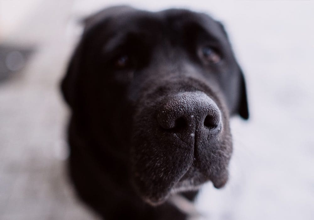 Nomi per cani maschi (belli, corti e originali)