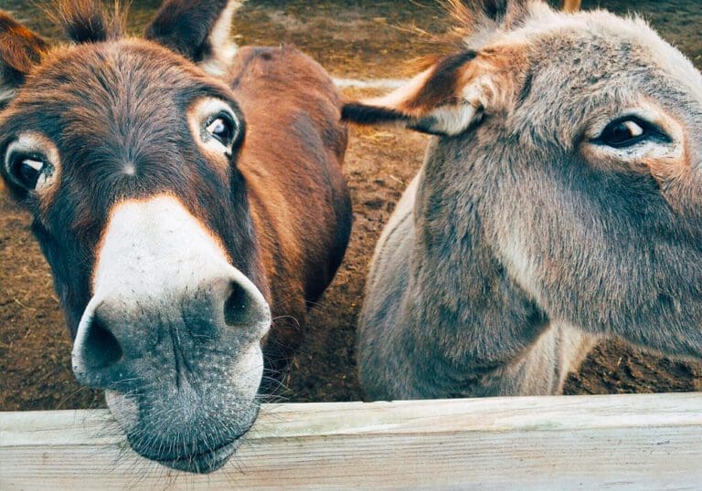 Versi degli animali (nomi e verbi curiosi e originali)