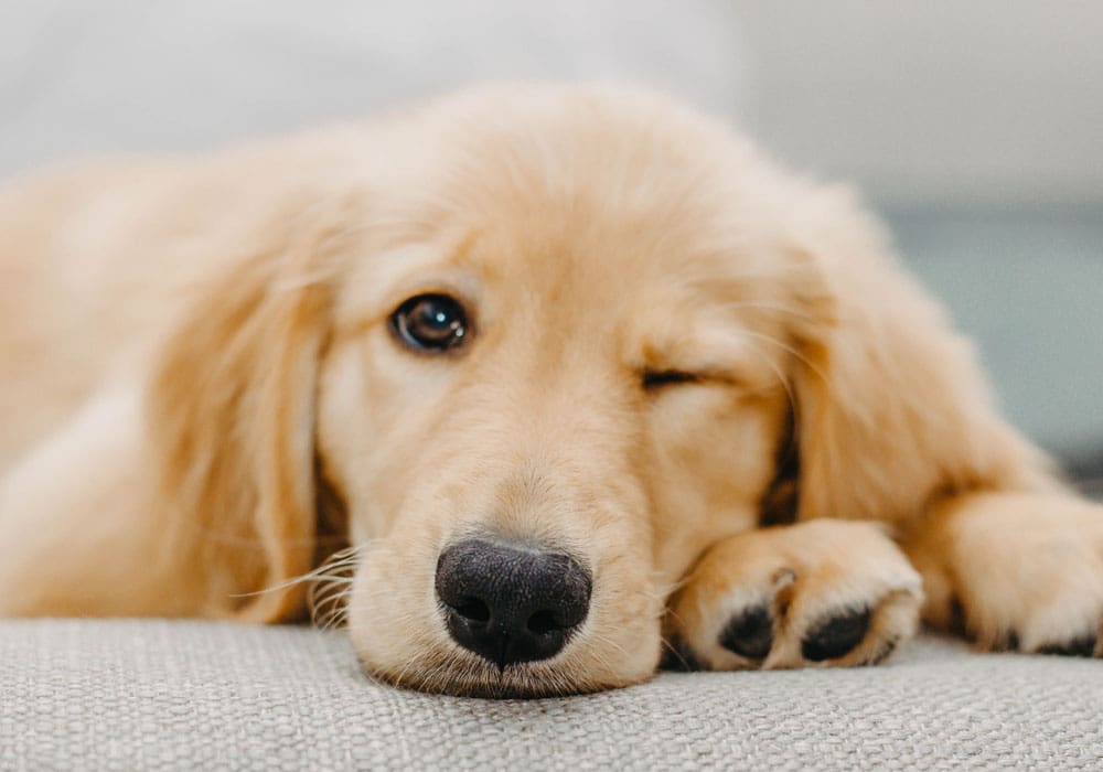 Nomi per cani maschi (belli, corti e originali)